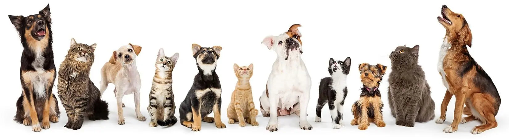 My Perfect Pet - Gently Cooked Pet Food with Fresh Whole Ingredients