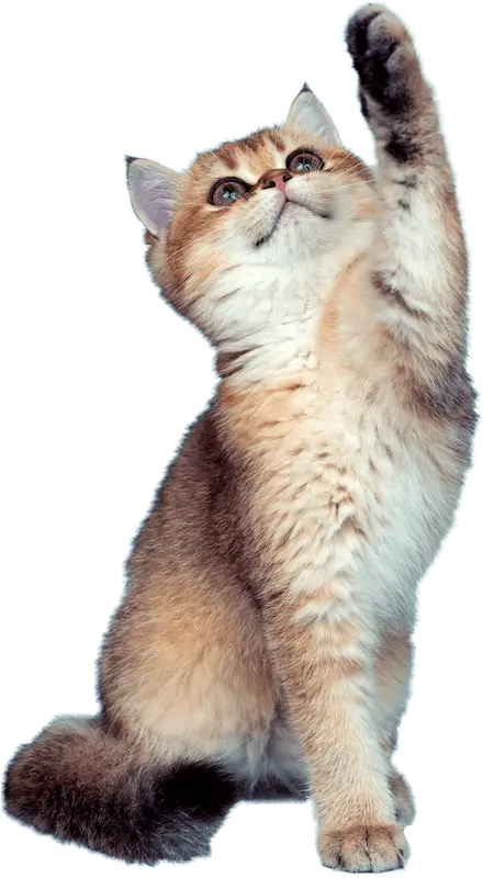 My Perfect Pet - Gently Cooked Pet Food with Fresh Whole Ingredients